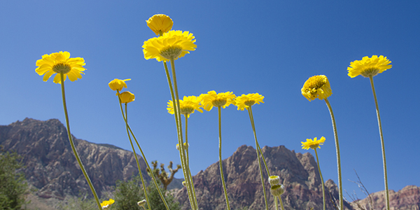 Vegas Spring Weather